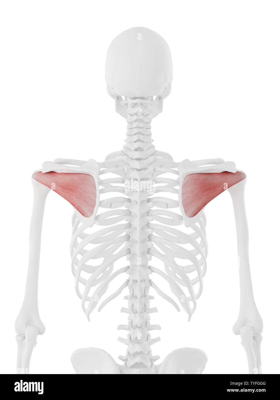 3d rendered medically accurate illustration of the Infraspinatus Stock ...