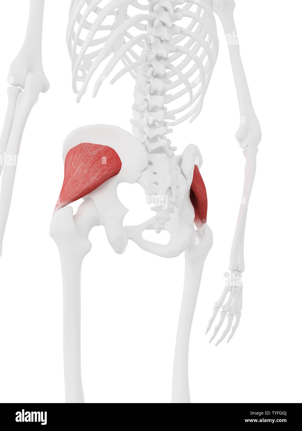 Gluteus minimus muscle hi-res stock photography and images - Alamy