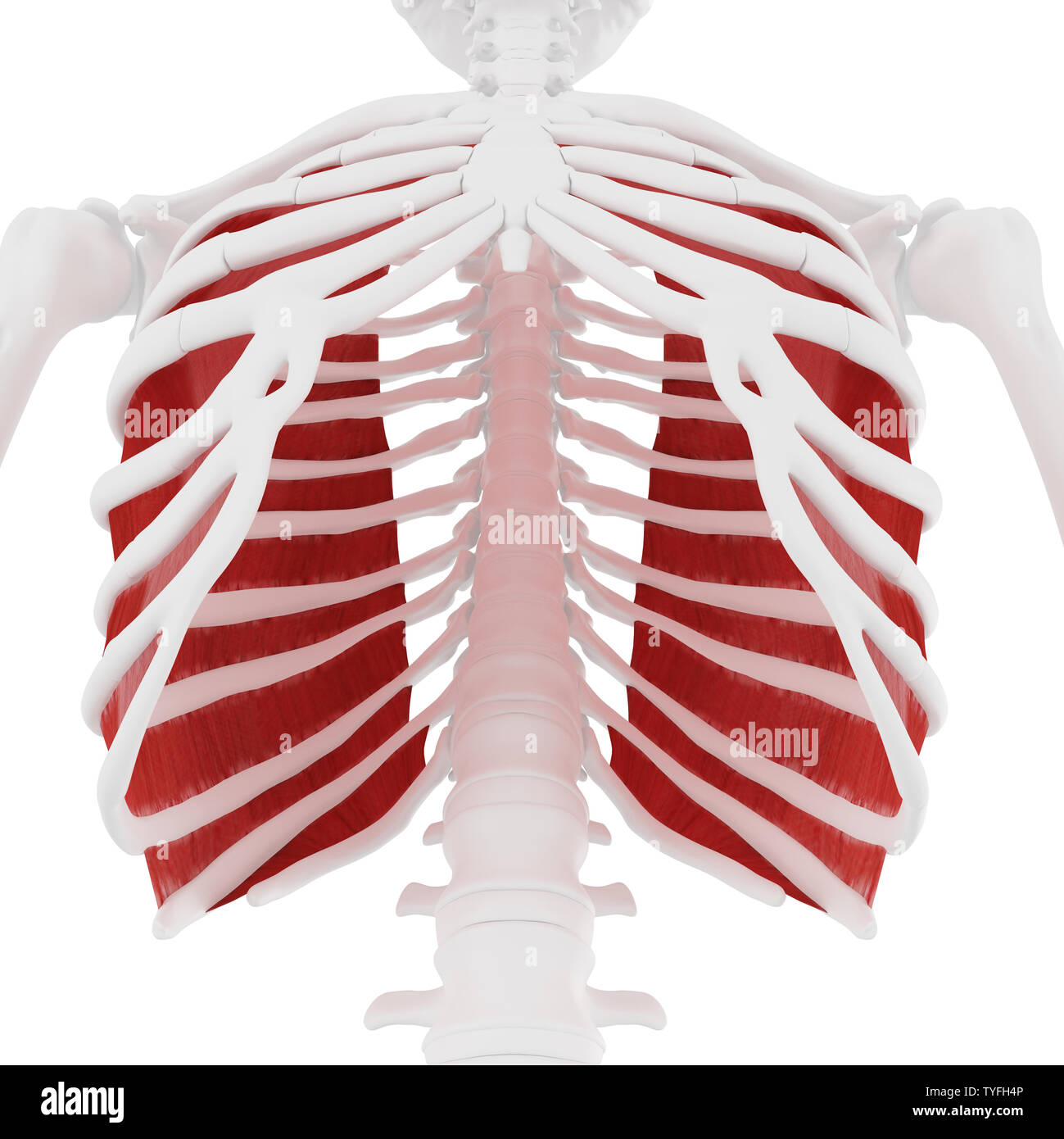 3d rendered medically accurate illustration of the Innermost ...