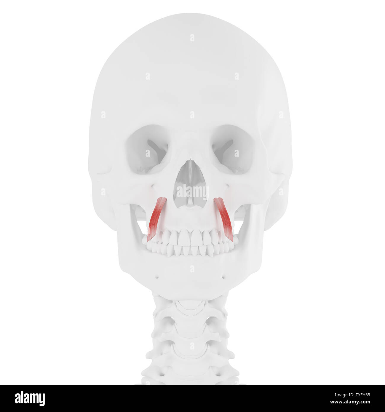 Levator anguli oris hi-res stock photography and images - Alamy