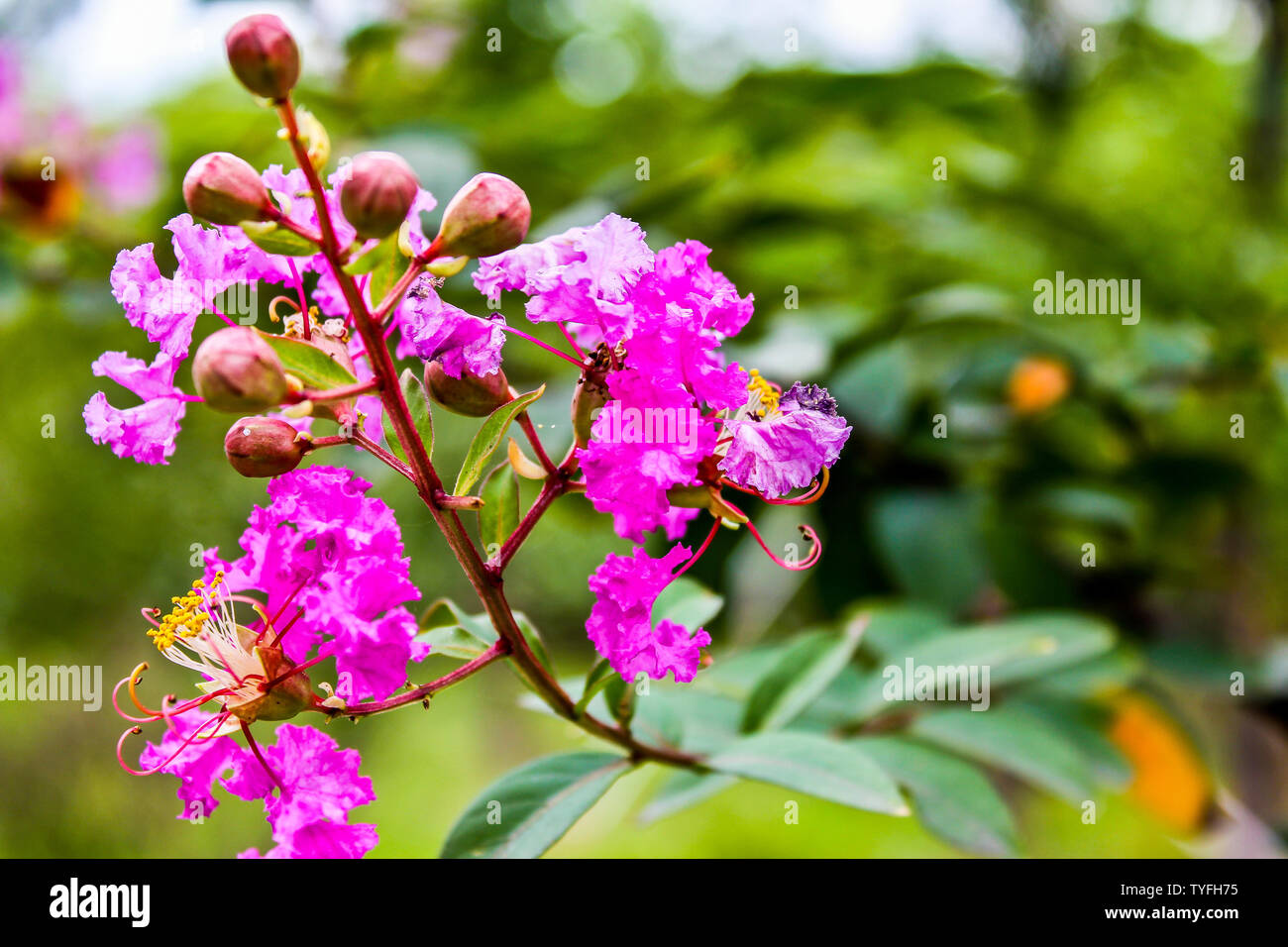 Scenery of Gucun Park in Shanghai Stock Photo - Alamy