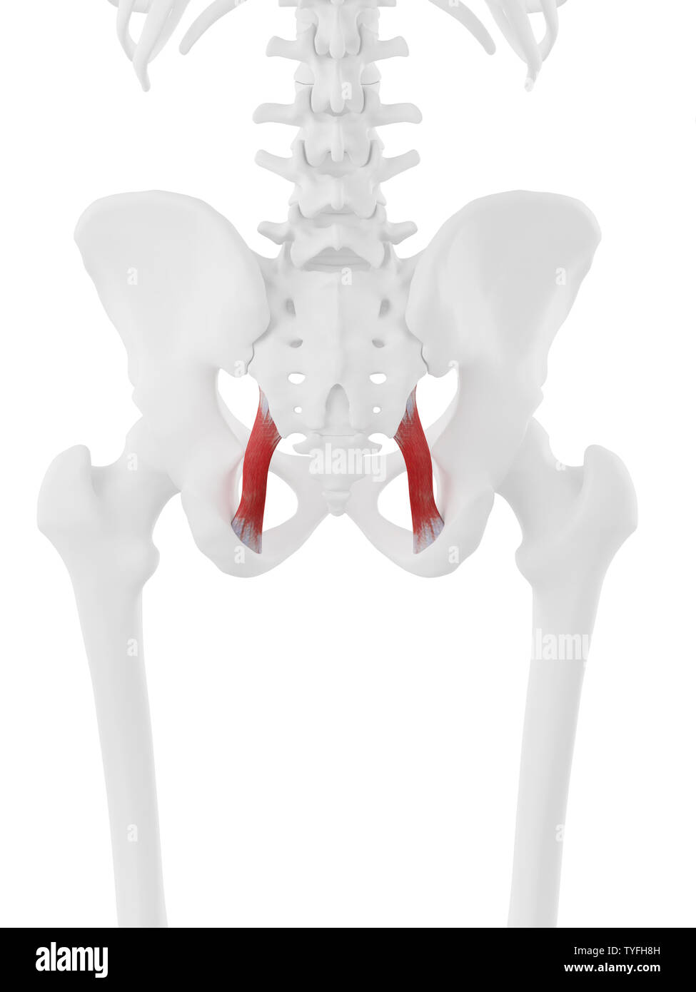 Sacrotuberous Ligament High Resolution Stock Photography and Images - Alamy