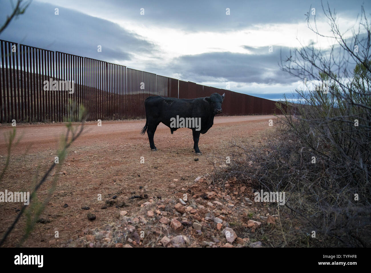 A cow stands in the middle of the road in Naco, Arizona near the border ...