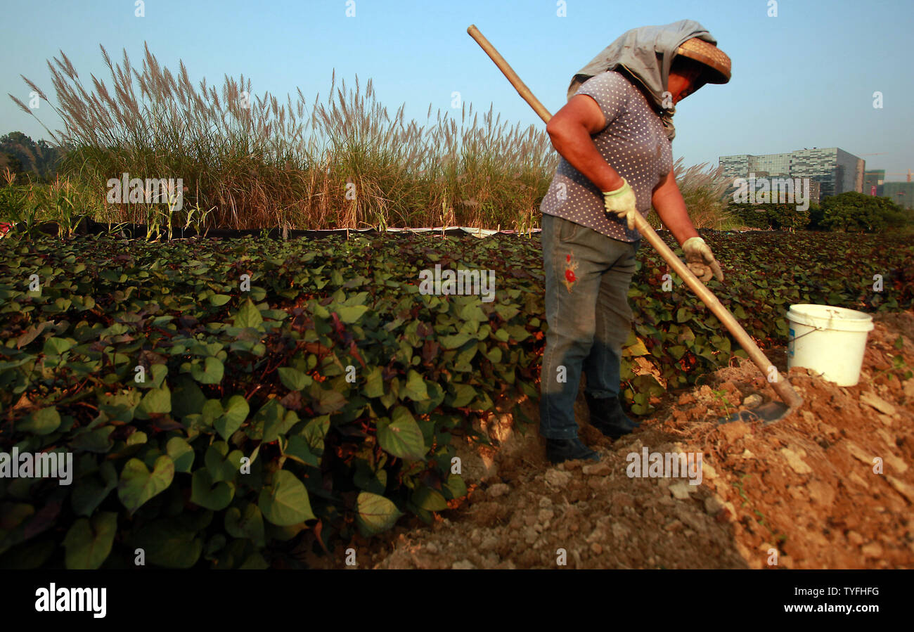 A Southern Chinese farmer harvests sweet potatoes, or yams, on her ...