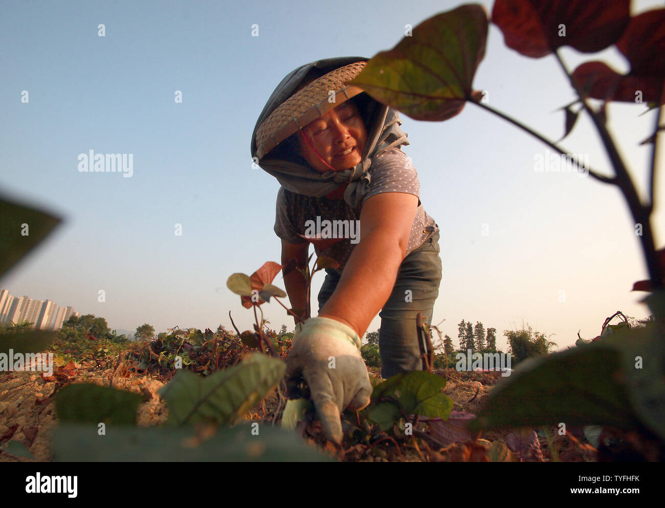 A Southern Chinese farmer harvests sweet potatoes, or yams, on her ...