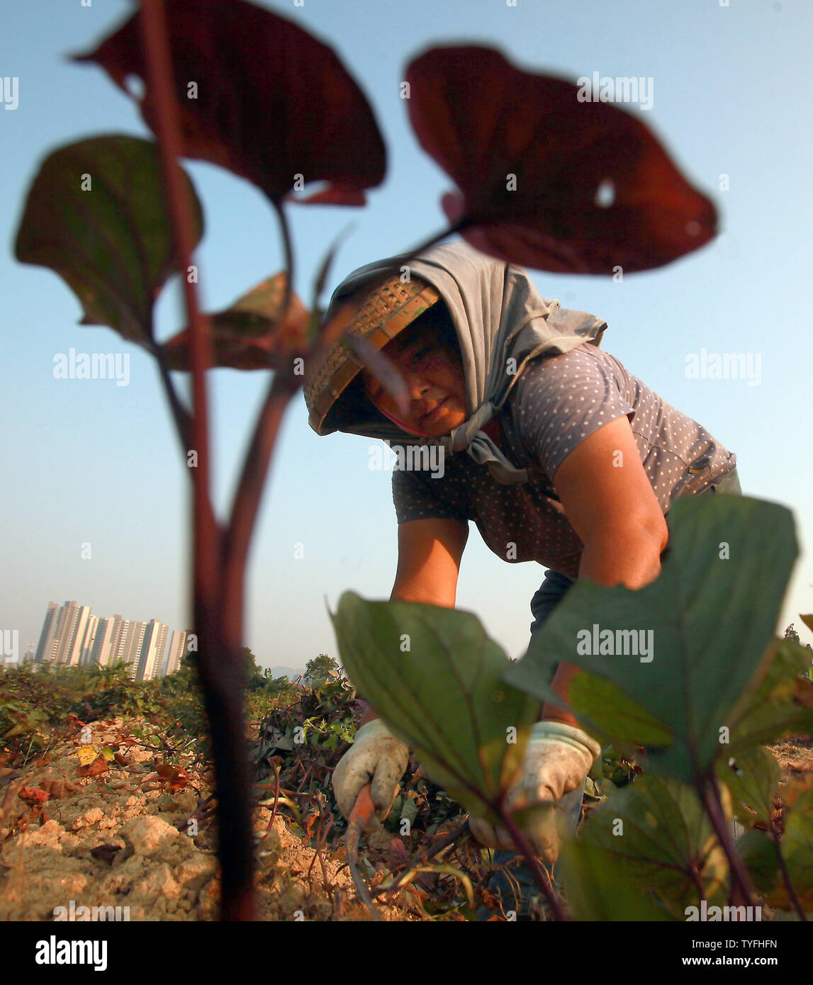 A Southern Chinese farmer harvests sweet potatoes, or yams, on her ...
