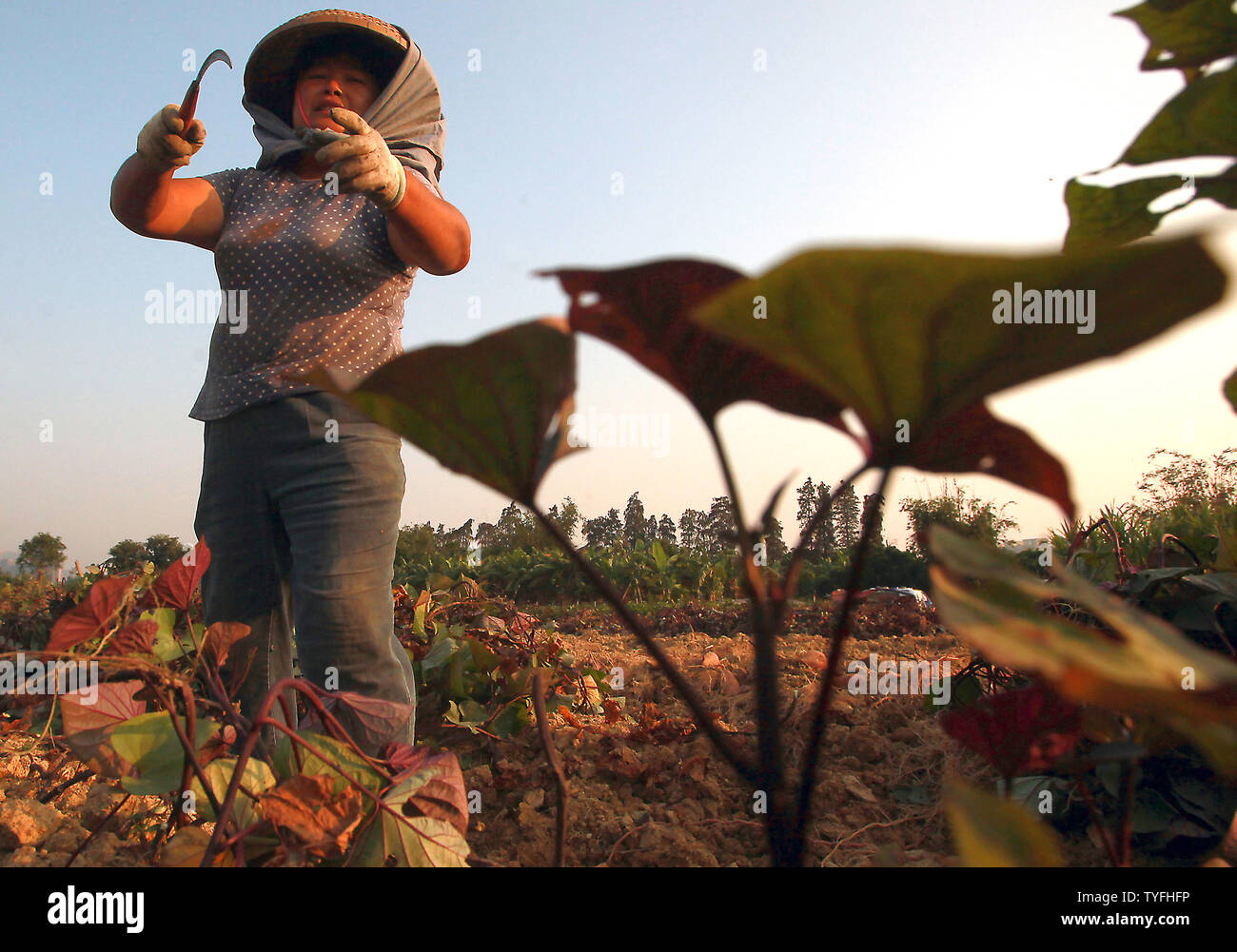 A Southern Chinese farmer harvests sweet potatoes, or yams, on her ...