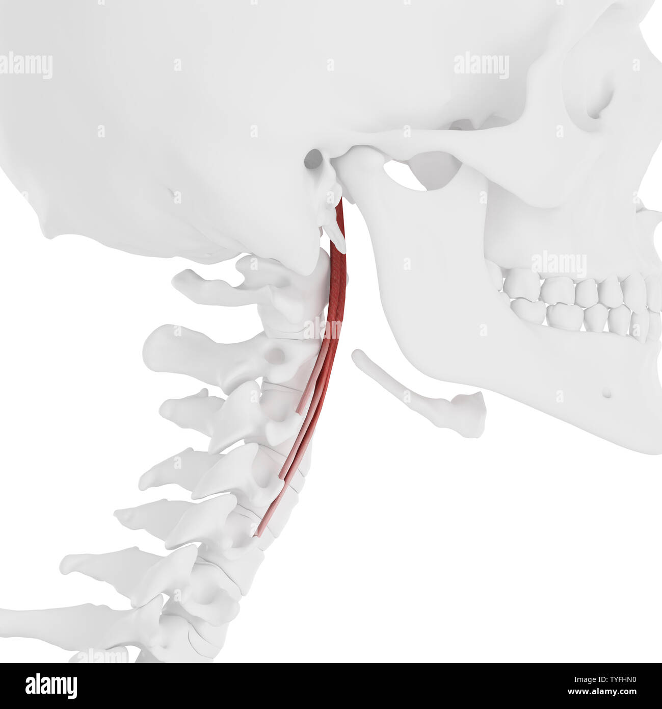 Longus capitis hi-res stock photography and images - Alamy
