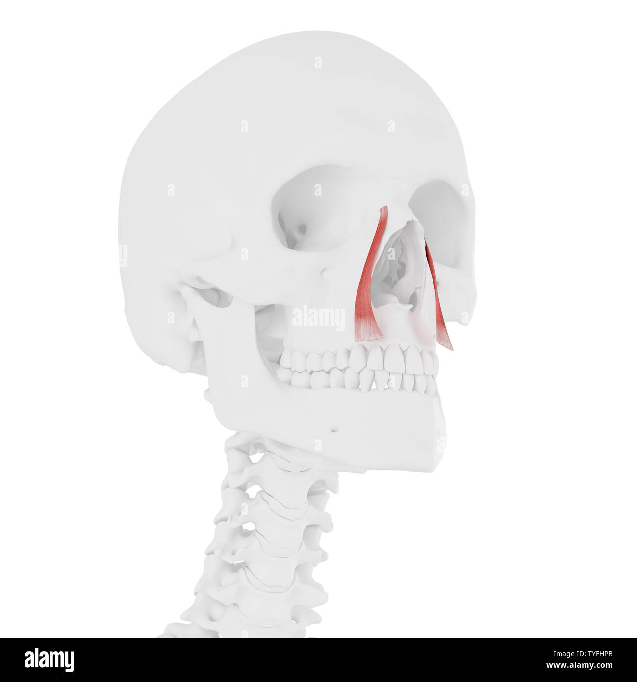 3d rendered medically accurate illustration of the levator labii ...