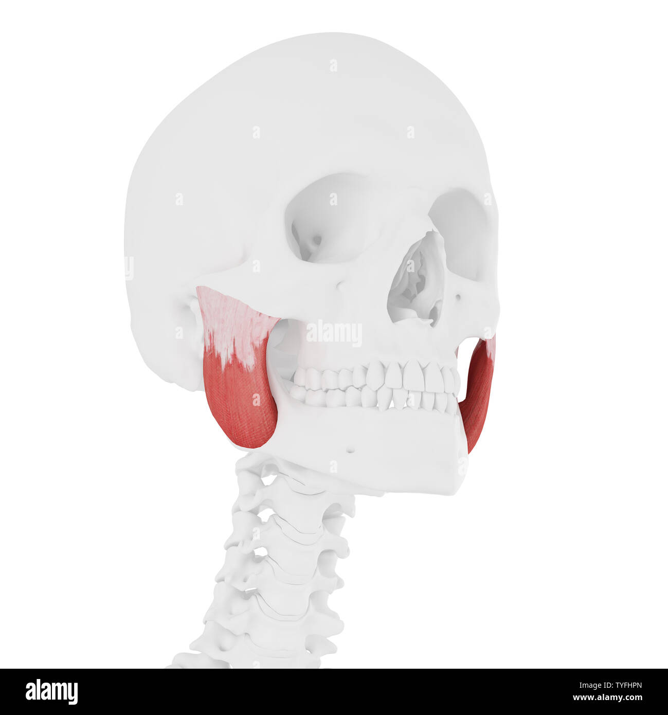 Superior masseter Cut Out Stock Images & Pictures - Alamy