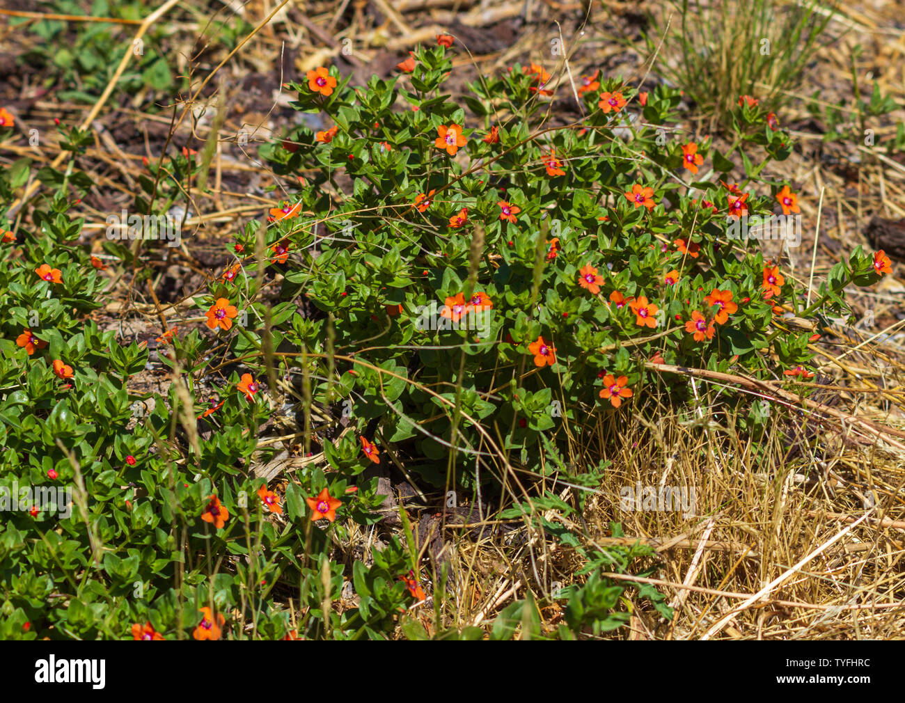 Scarlet Pimpernel Flower High Resolution Stock Photography and Images ...