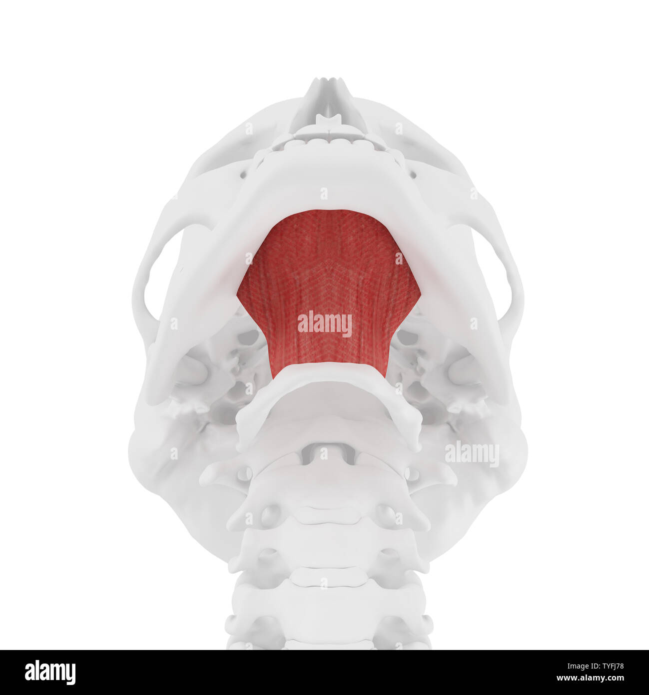 Mylohyoid hi-res stock photography and images - Alamy