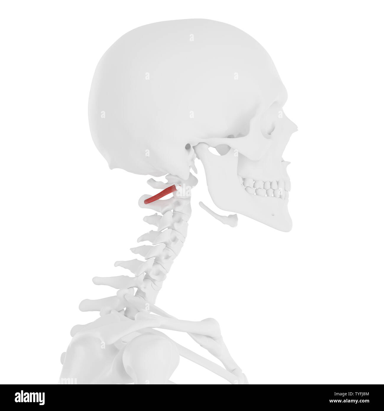3d rendered medically accurate illustration of the Obliquus Inferior ...