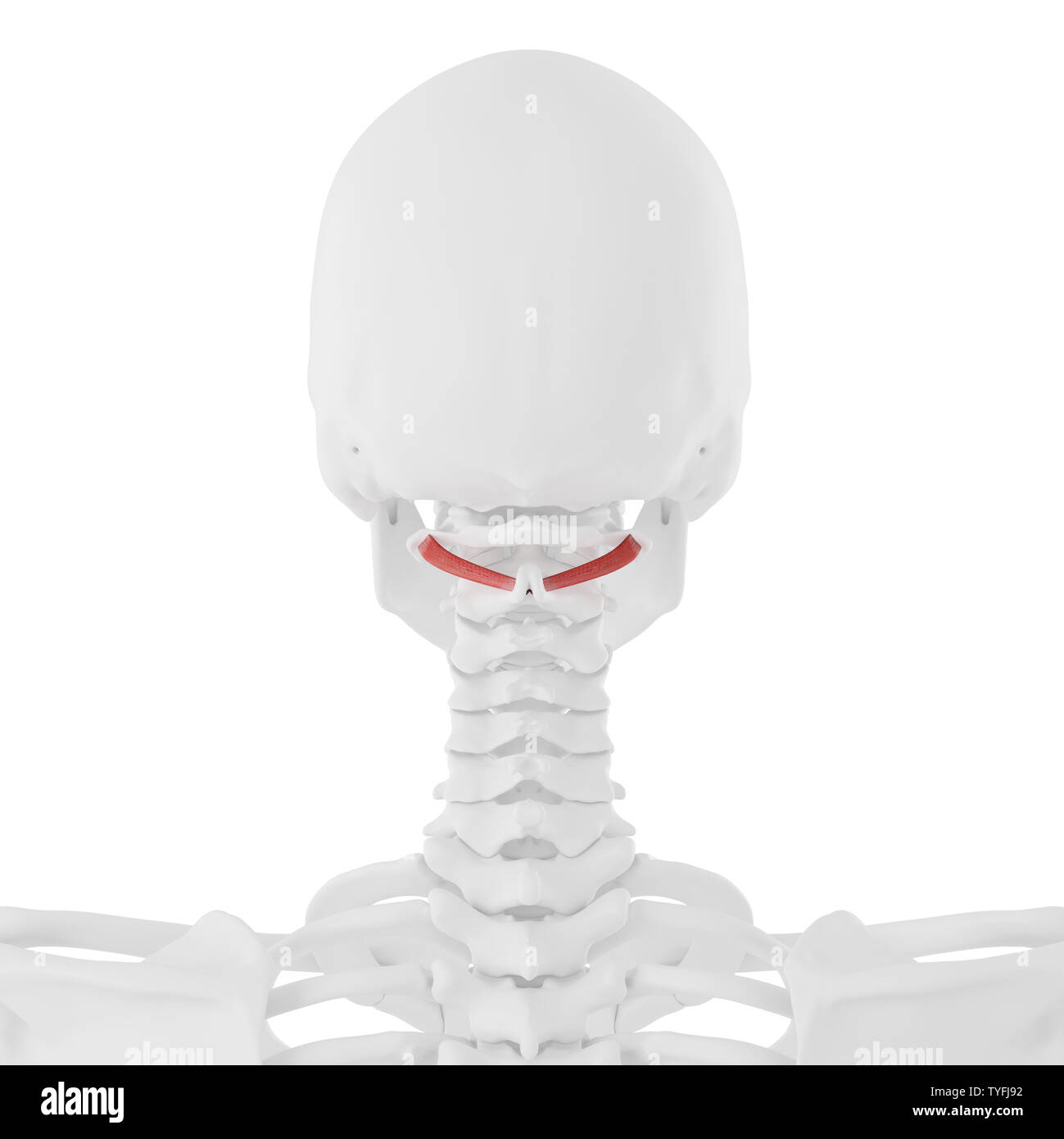 Inferior capitis hi-res stock photography and images - Alamy