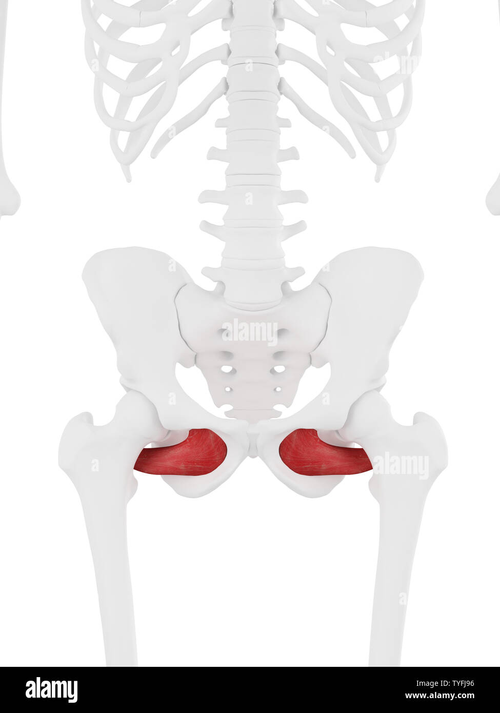 Obturator externus hi-res stock photography and images - Alamy