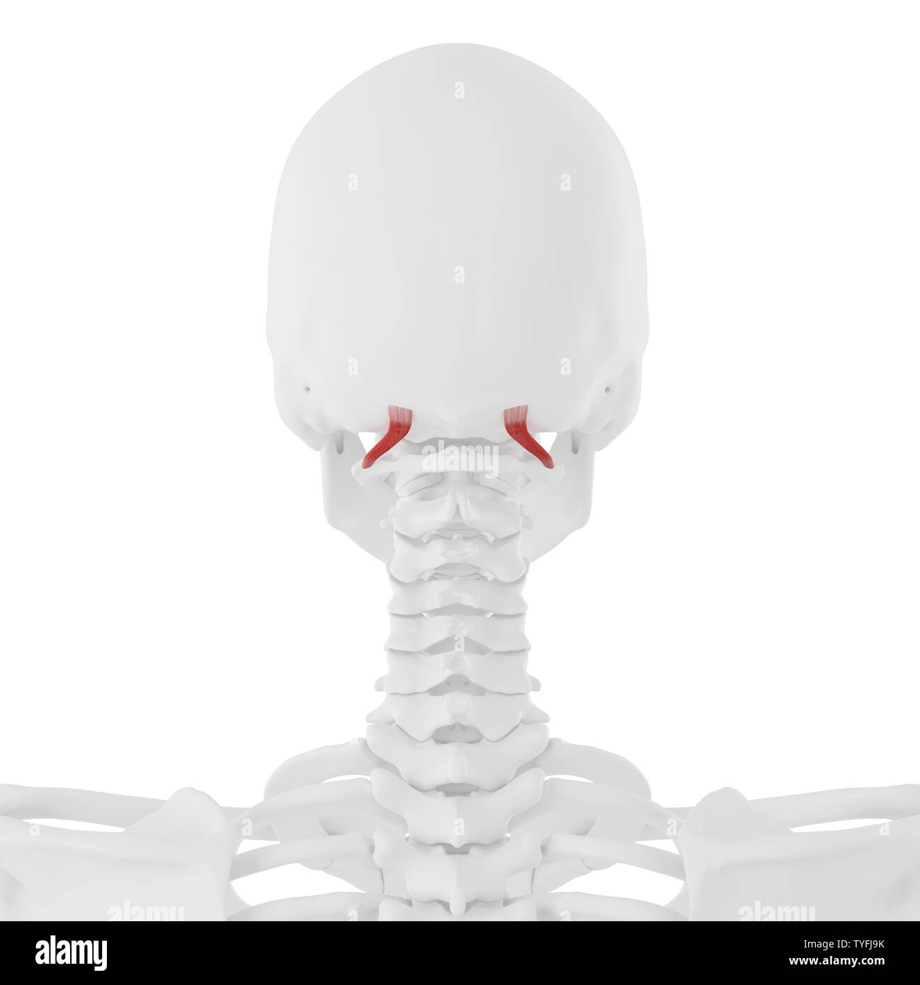 3d rendered medically accurate illustration of the Obliquus Superior ...
