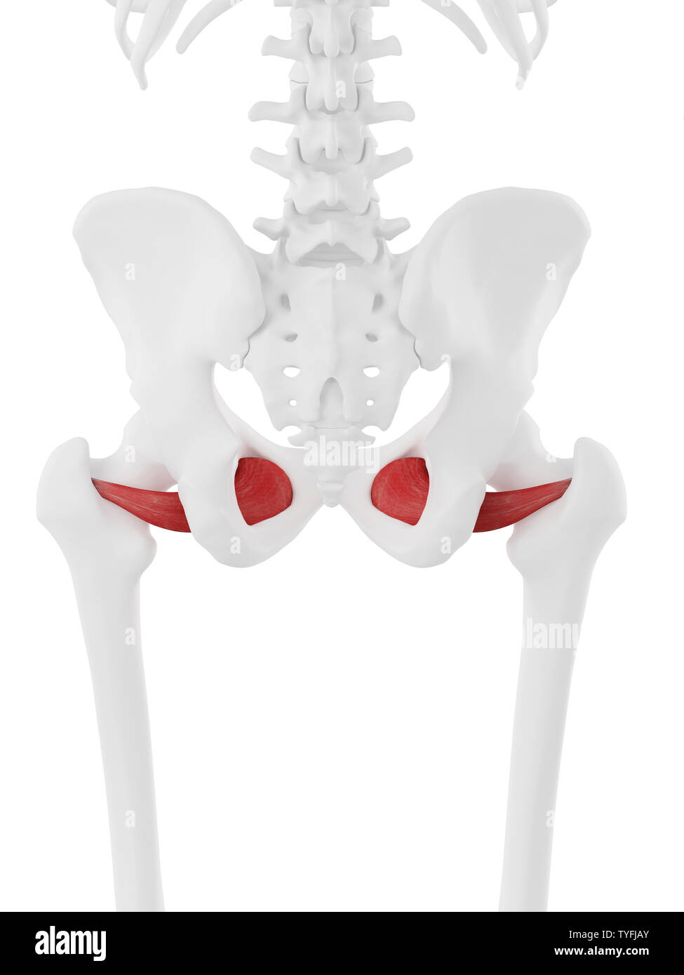 Obturator externus hi-res stock photography and images - Alamy