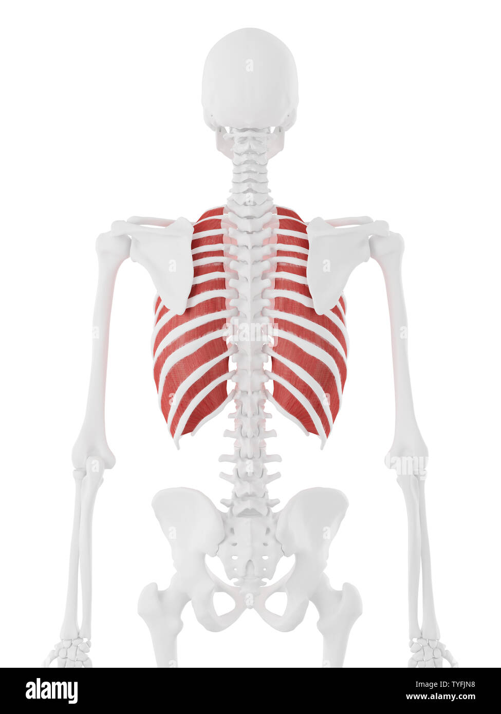 3d rendered medically accurate illustration of the Outer Intercostalis ...