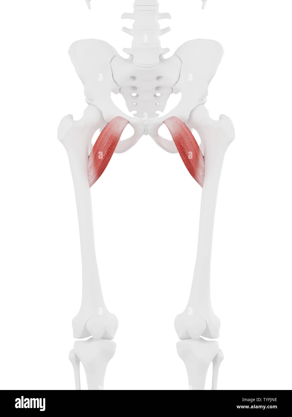 3d rendered medically accurate illustration of the Pectineus Stock ...