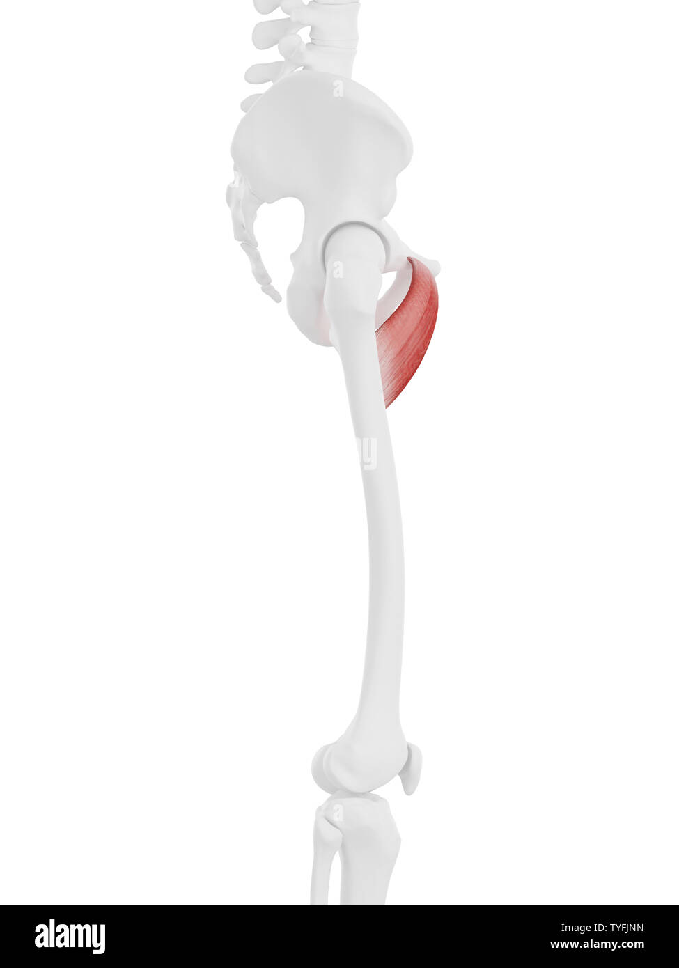 3d rendered medically accurate illustration of the Pectineus Stock ...