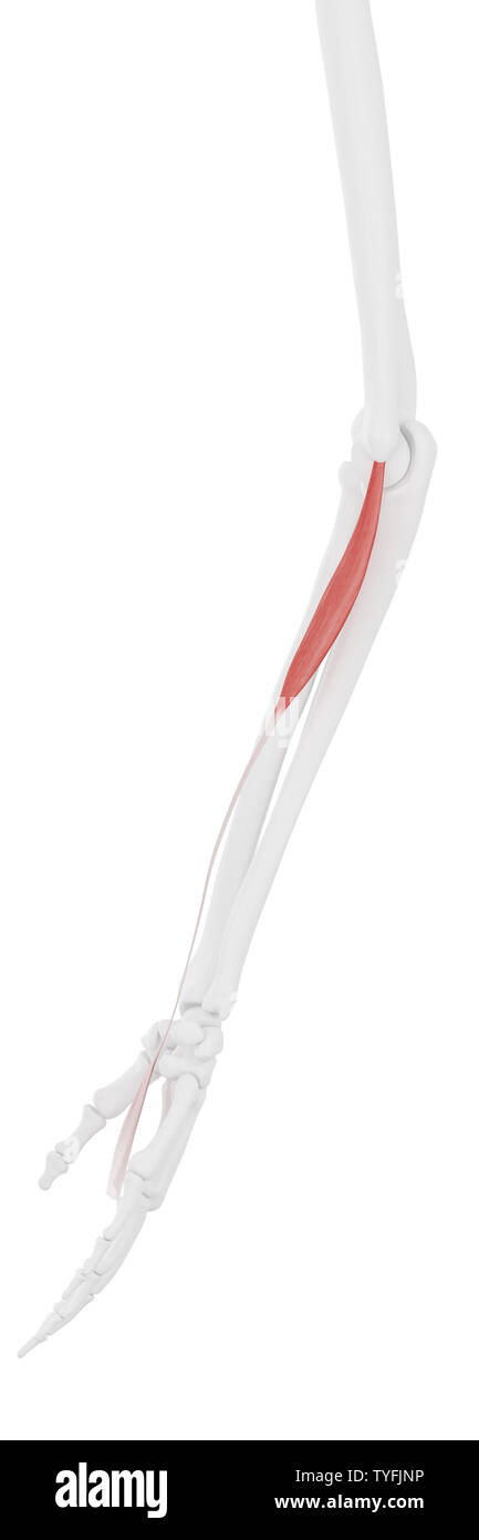 3d rendered medically accurate illustration of the Palmaris Longus ...