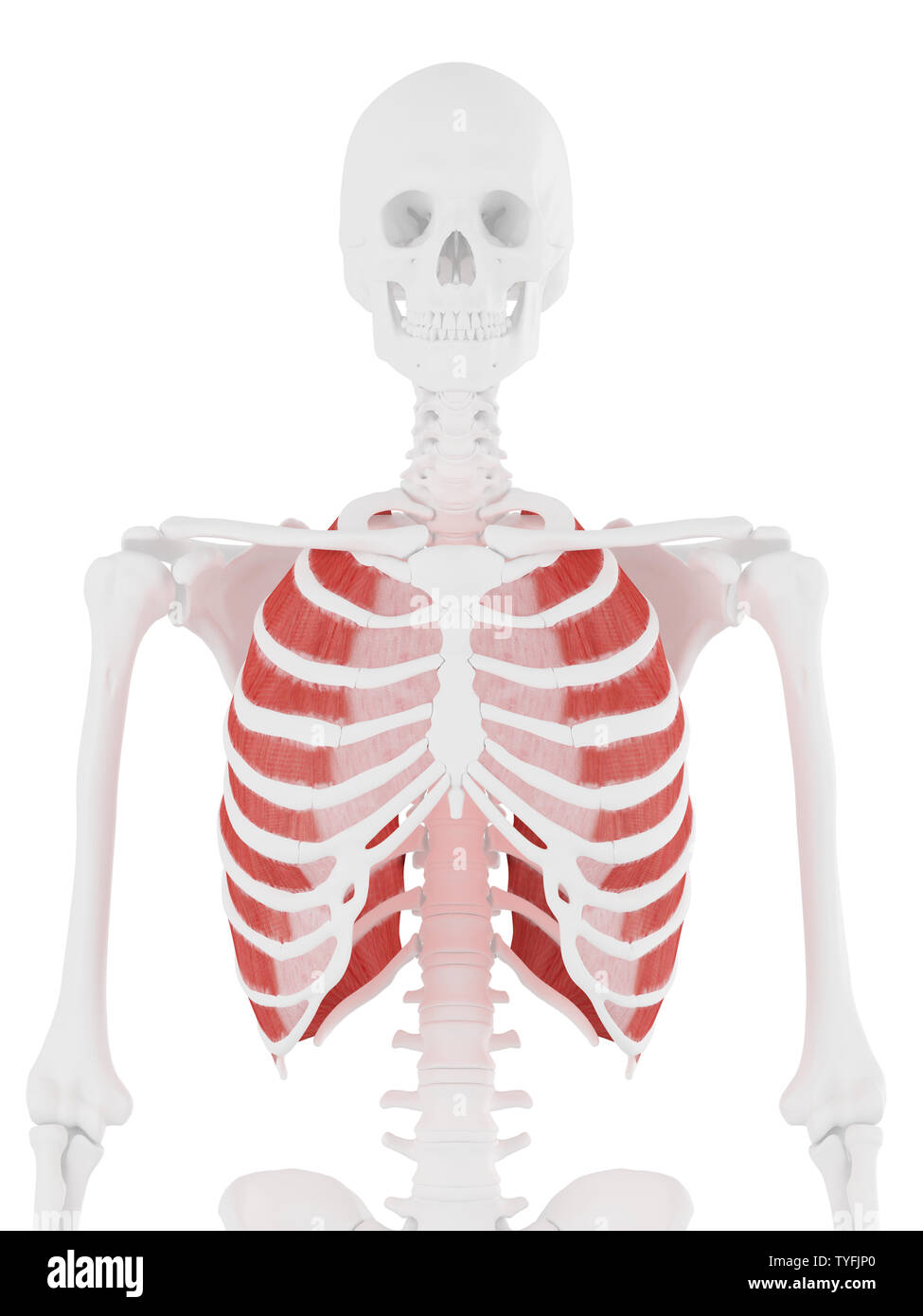 3d rendered medically accurate illustration of the Outer Intercostals ...