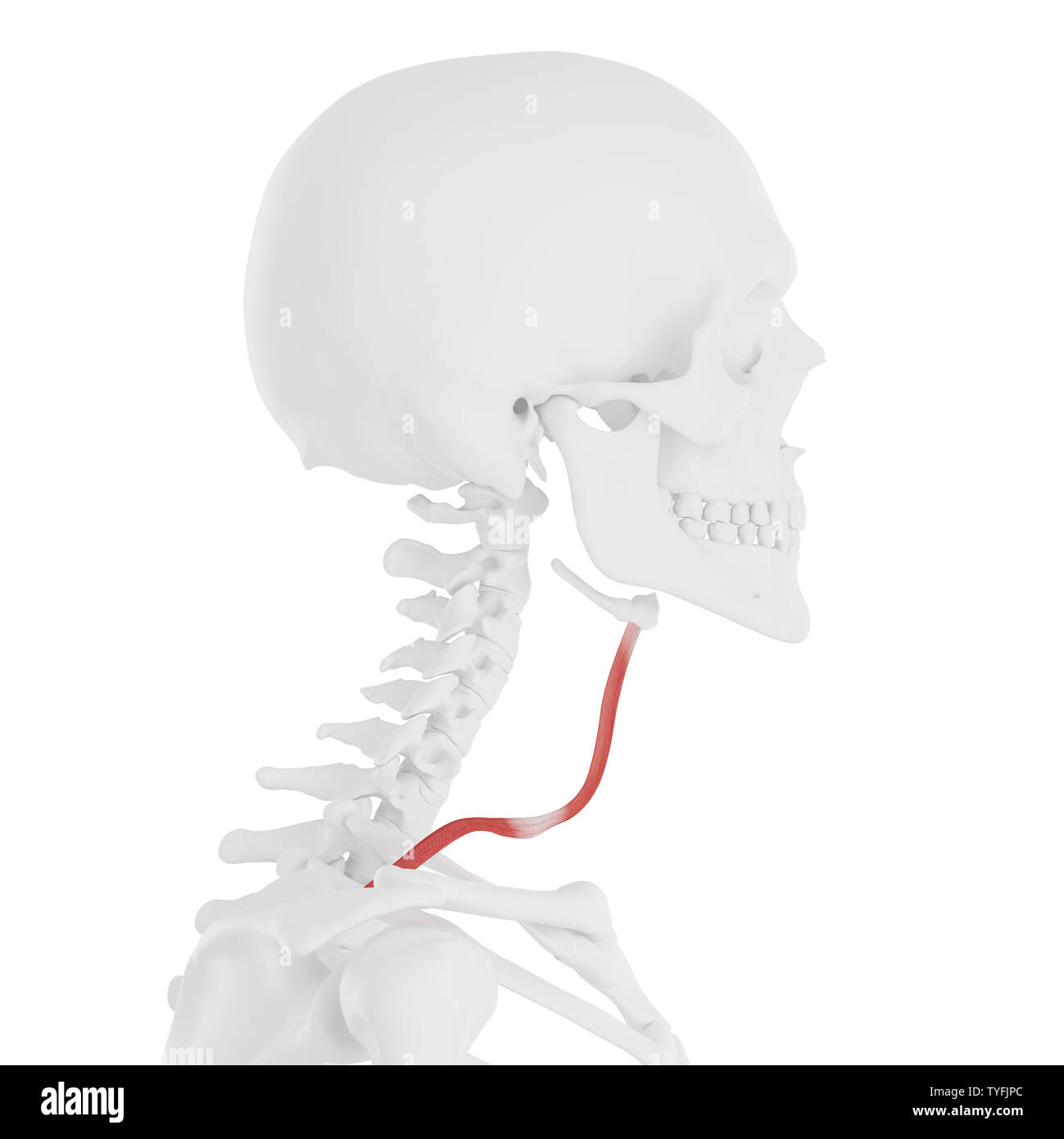 3d rendered medically accurate illustration of the Omohyoid Stock Photo ...