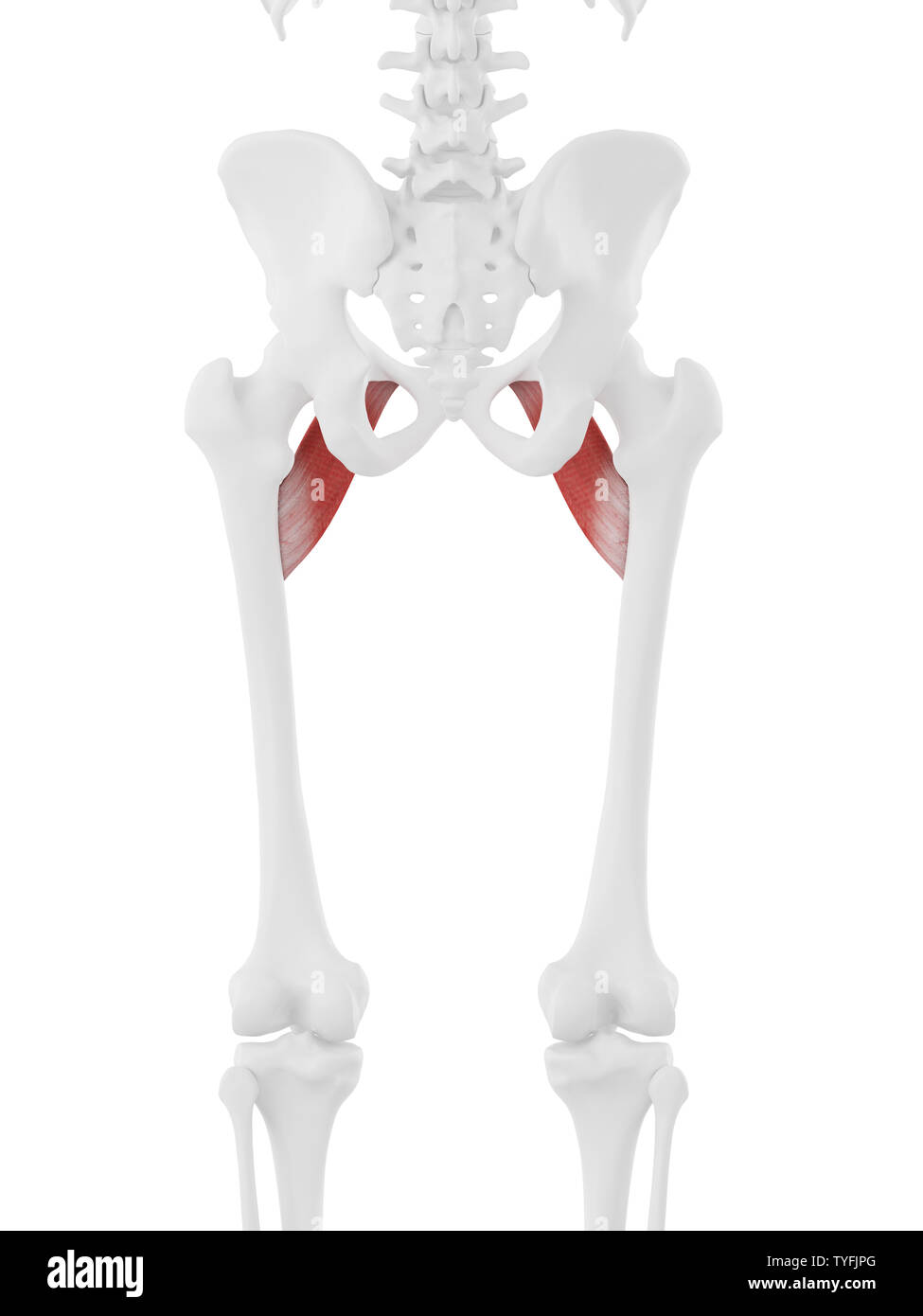 Illustration pectineus muscle hi-res stock photography and images - Alamy