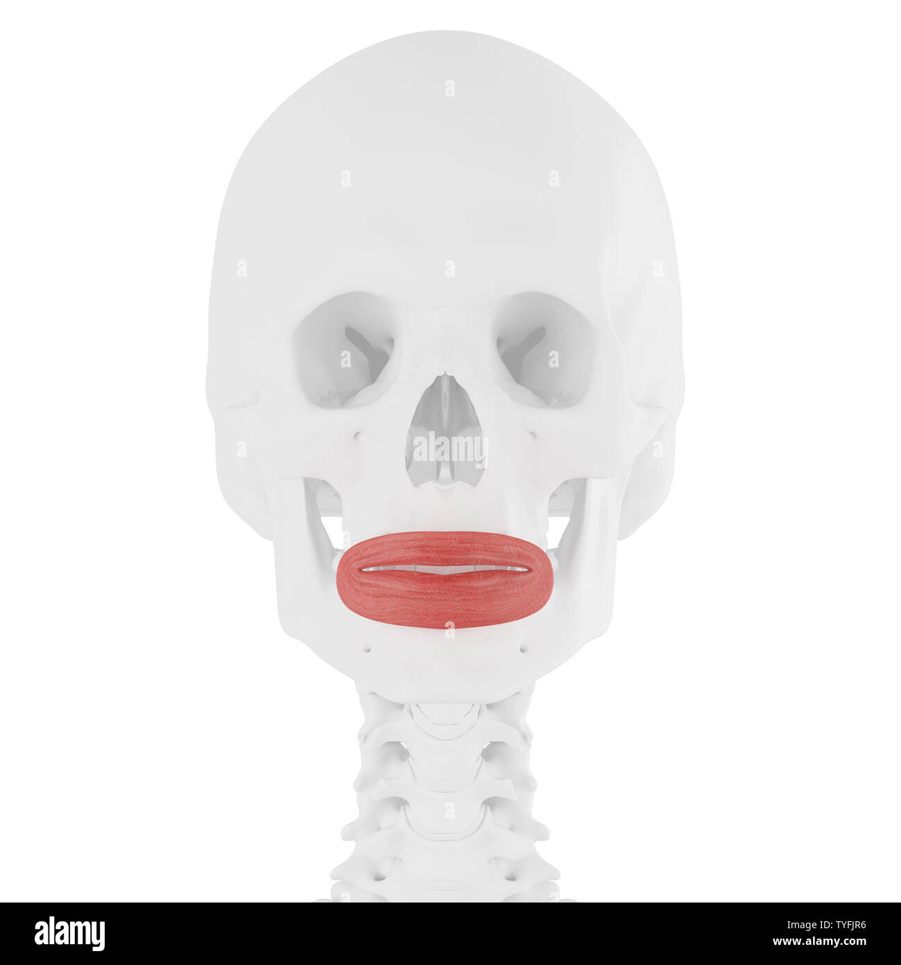 Orbicularis oris diagram hi-res stock photography and images - Alamy