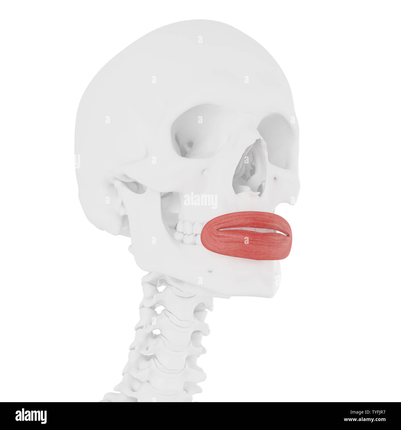 3d rendered medically accurate illustration of the Orbicularis Oris ...
