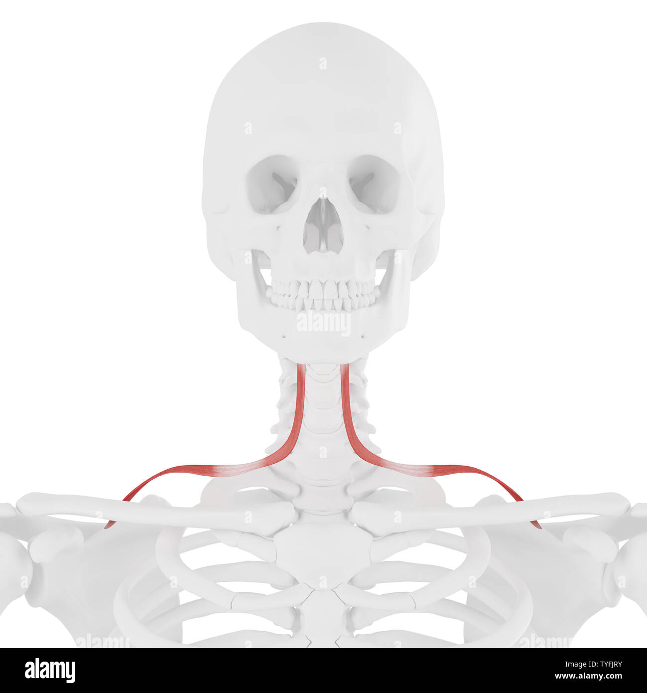 Omohyoid hi-res stock photography and images - Alamy