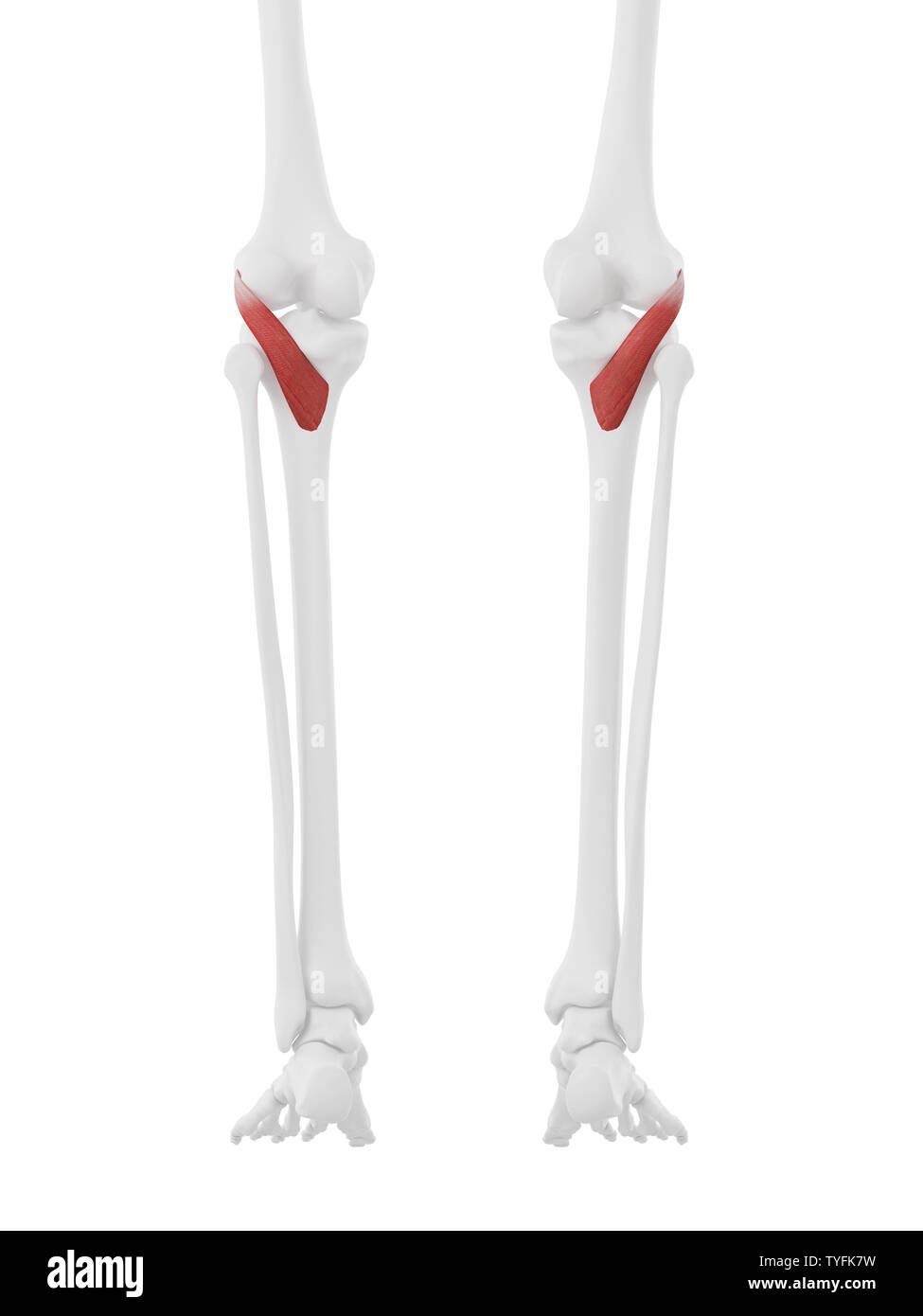 Popliteus hi-res stock photography and images - Alamy