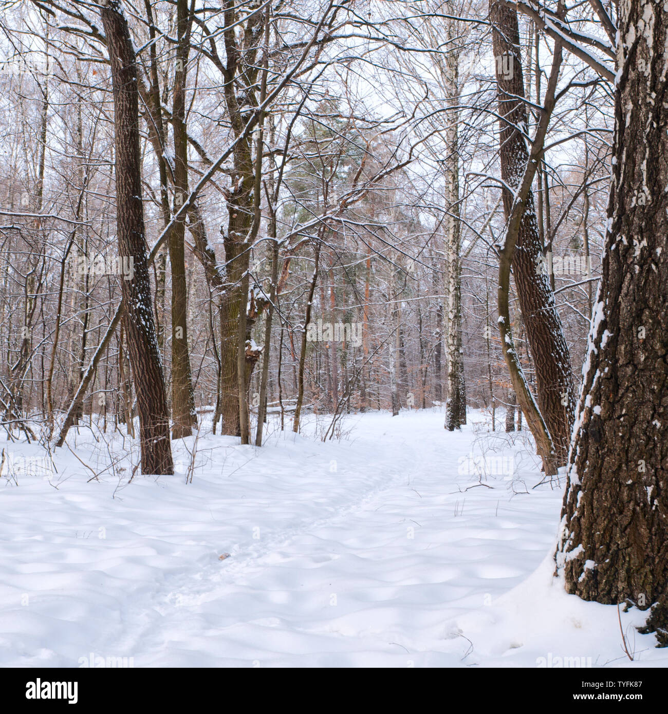 Snowy park in winter with footpath in the snow Stock Photo - Alamy