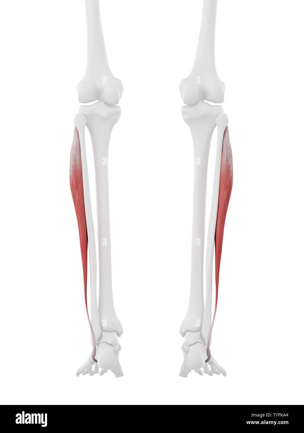 3d rendered medically accurate illustration of the Peroneus Longus ...