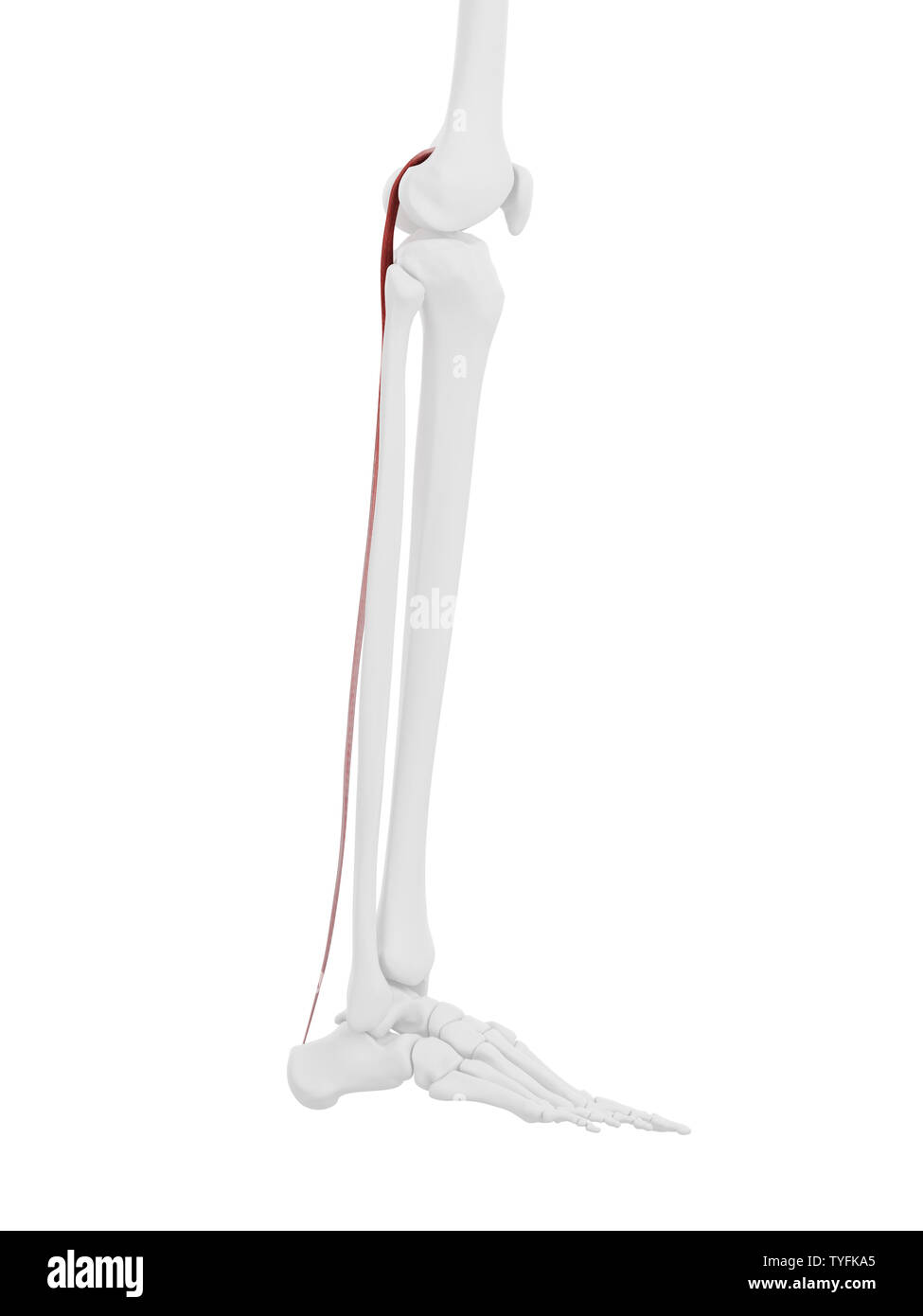 Origin of plantaris muscle hi-res stock photography and images - Alamy