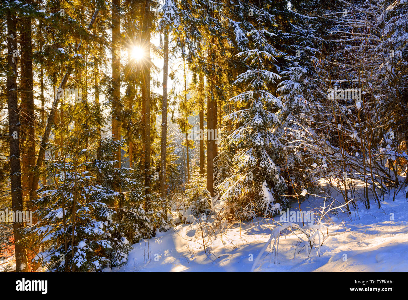 Sun shining through snowy spruce hi-res stock photography and images - Alamy