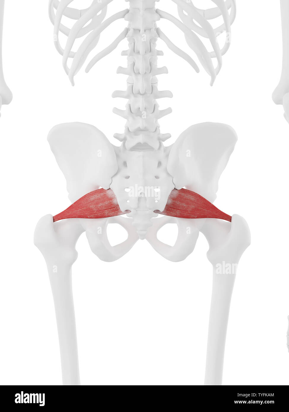 Piriformis muscle hi-res stock photography and images - Alamy