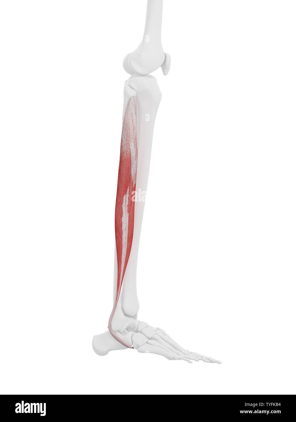 3d rendered medically accurate illustration of the Peroneus Longus ...