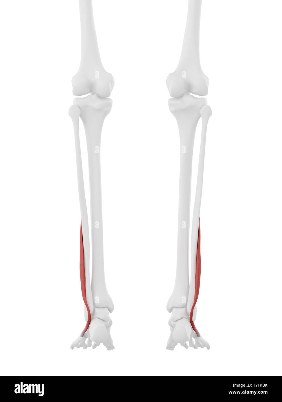 3d rendered medically accurate illustration of the Peroneus Brevis ...