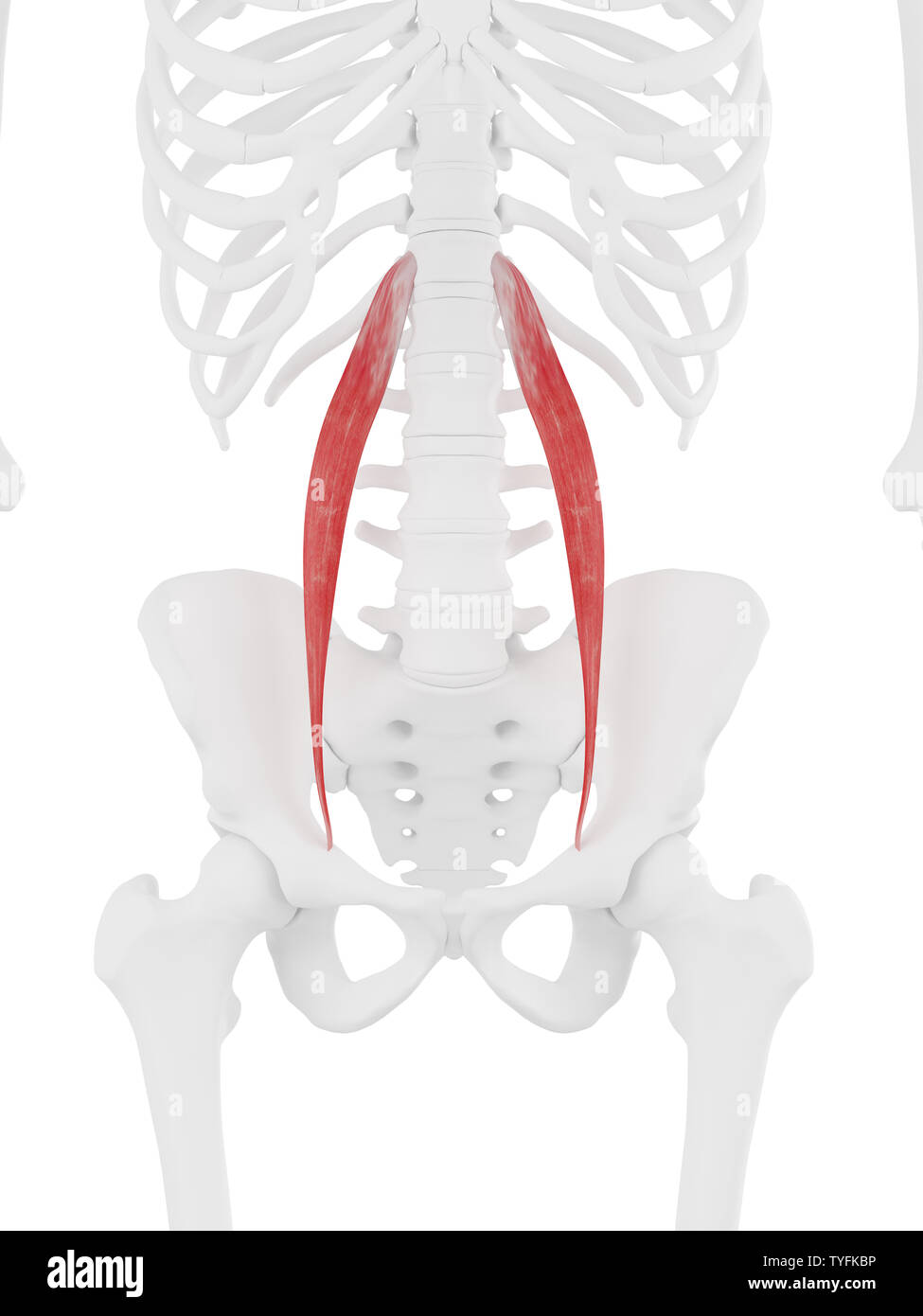 3d rendered medically accurate illustration of the Psoas Minor Stock ...