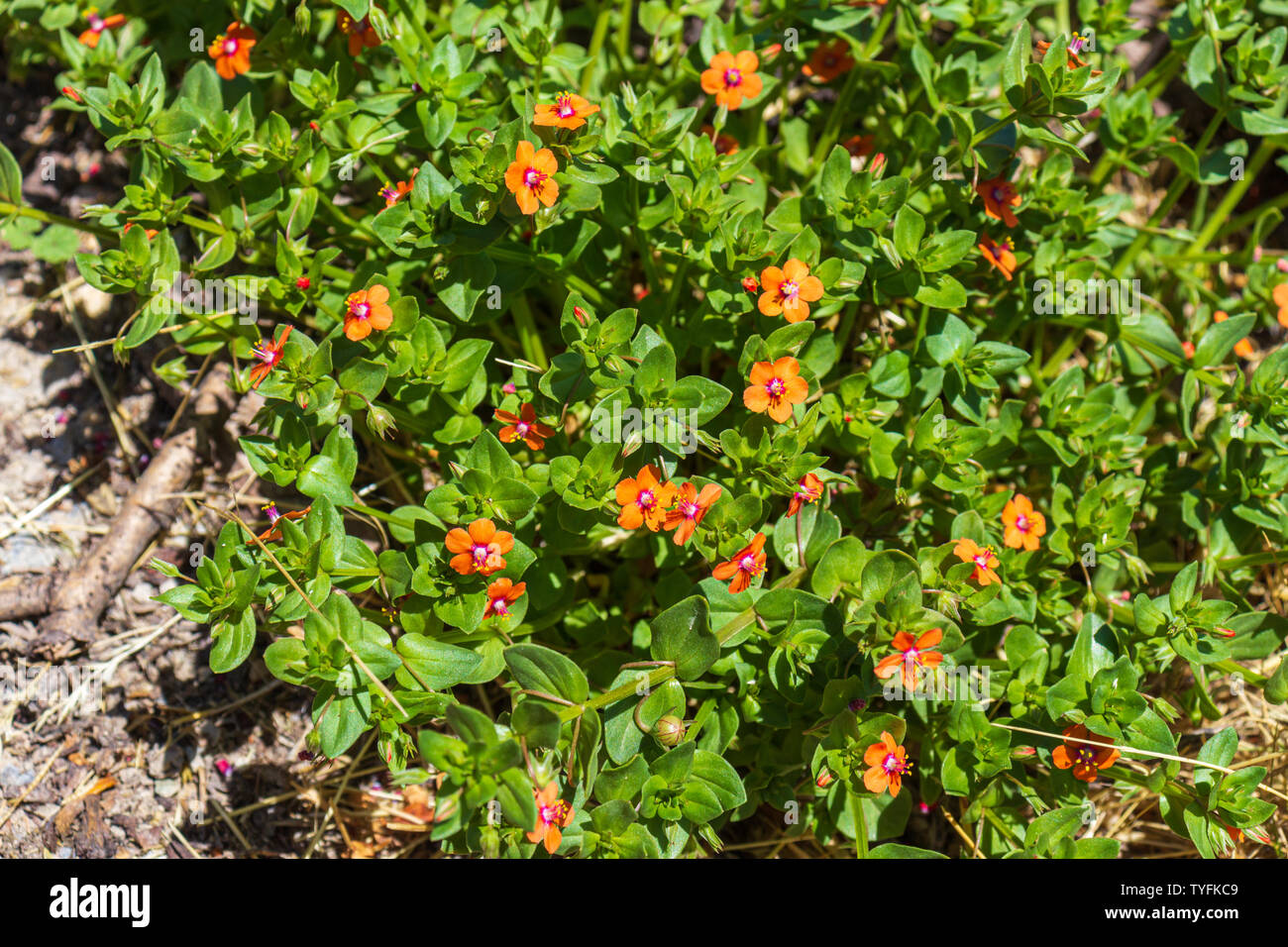 Lysimachia arvensis, Scarlet pimpernel Red Flower Stock Photo - Alamy