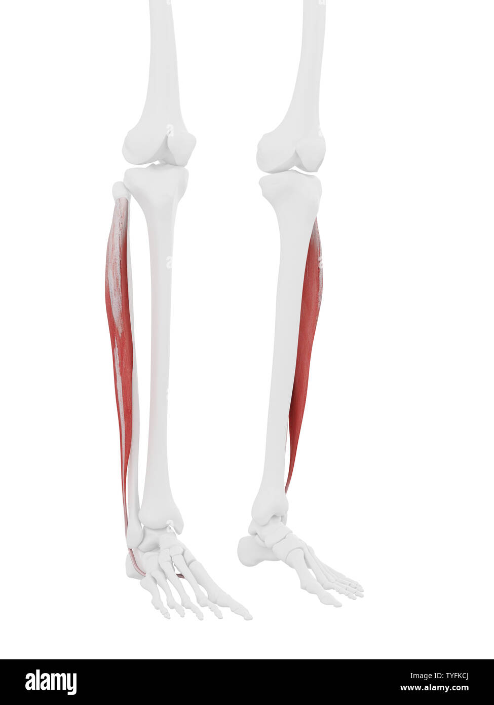 3d rendered medically accurate illustration of the Peroneus Longus ...