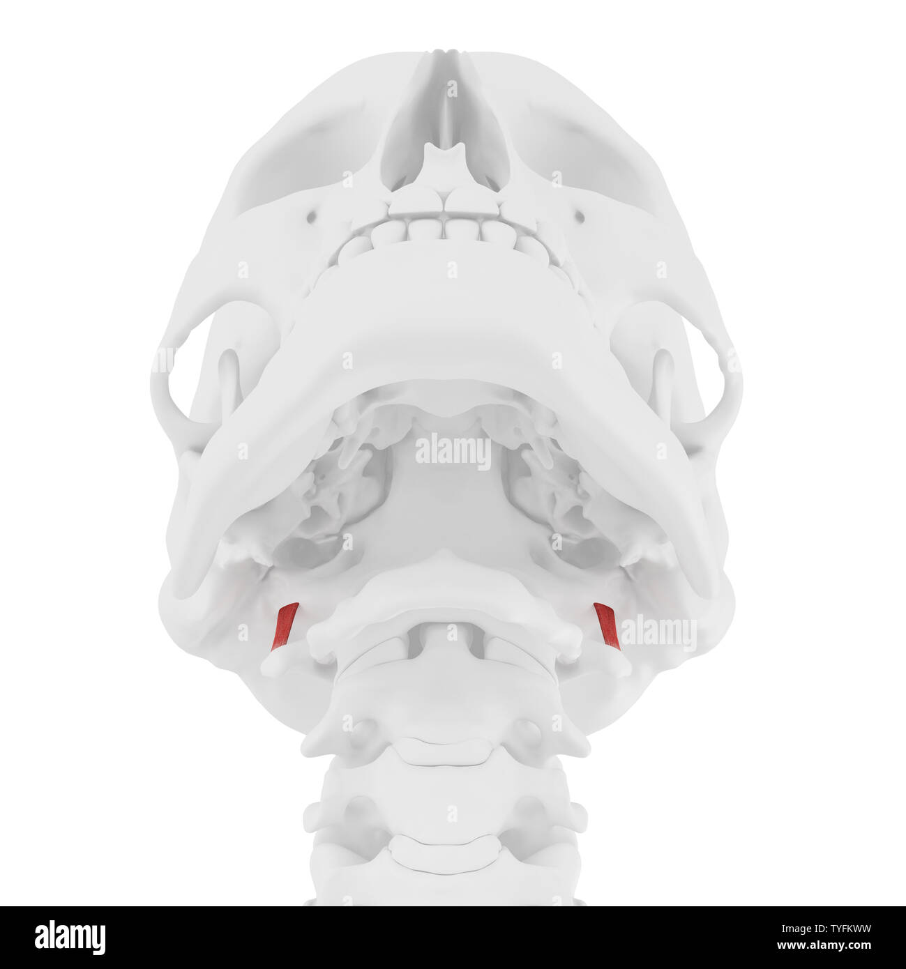 Lateral rectus muscle hi-res stock photography and images - Alamy