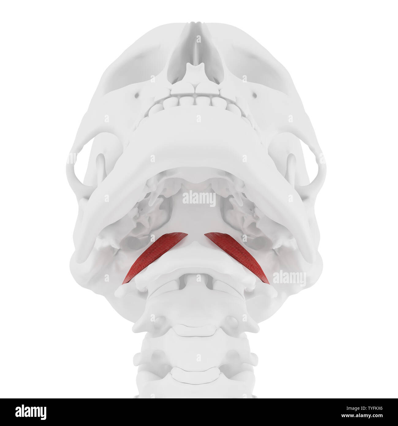 3d rendered medically accurate illustration of the Rectus Capitis ...