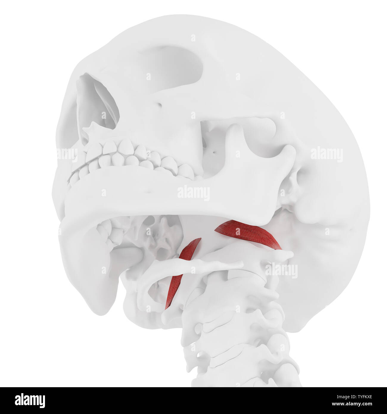 Rectus capitis anterior muscle hi-res stock photography and images - Alamy