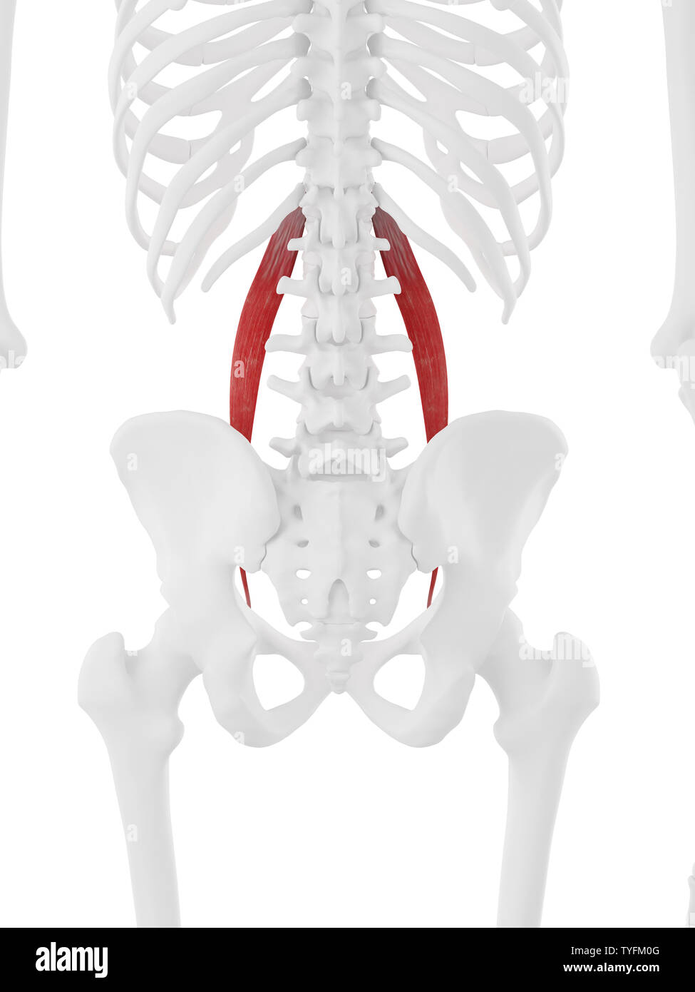 3d rendered medically accurate illustration of the Psoas Minor Stock ...