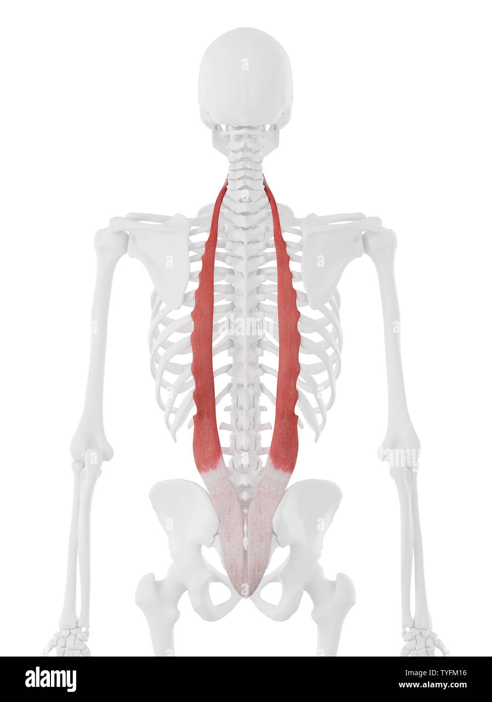 Iliocostalis hi-res stock photography and images - Alamy