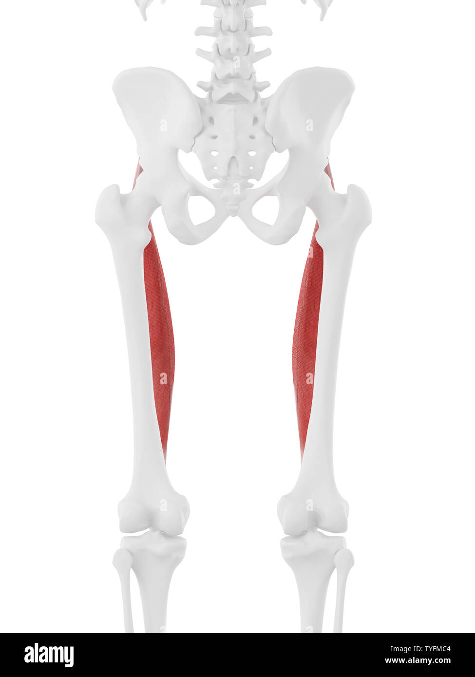 3d rendered medically accurate illustration of the Rectus Femoris Stock ...
