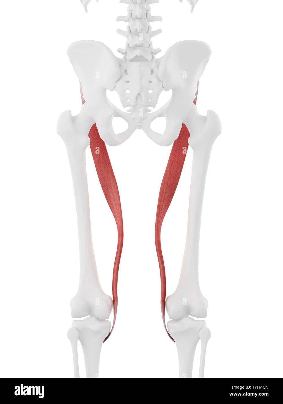 Sartorius Muscle High Resolution Stock Photography and Images - Alamy