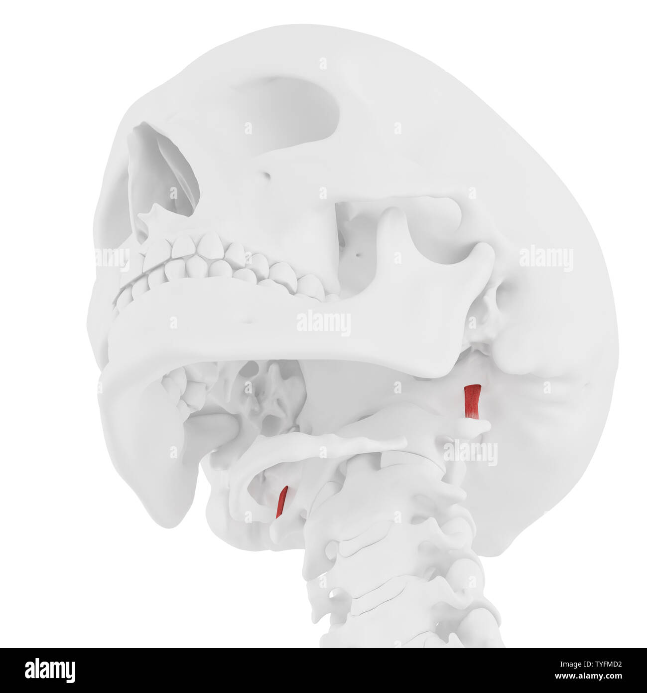 Lateral rectus muscle hi-res stock photography and images - Alamy